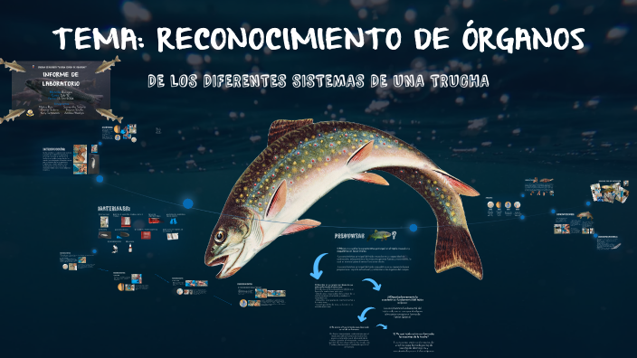 Exploring Fish by Bayron Sevilla on Prezi