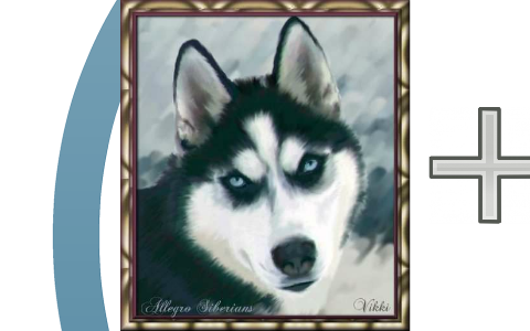 dogs by brad mayhew on Prezi