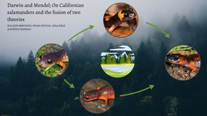 Evolution and salamanders by Owls n' stuff on Prezi