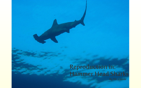 Reproduction: The Hammerhead Shark by Mr. Currie on Prezi