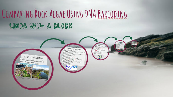 Comparing Rock Algae Using DNA Barcoding by linda wu on Prezi
