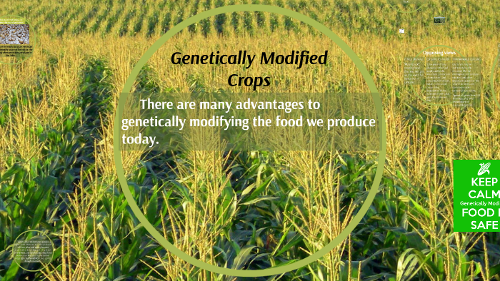 Geneticaly Modified Crops by Claudia Trotter on Prezi Next