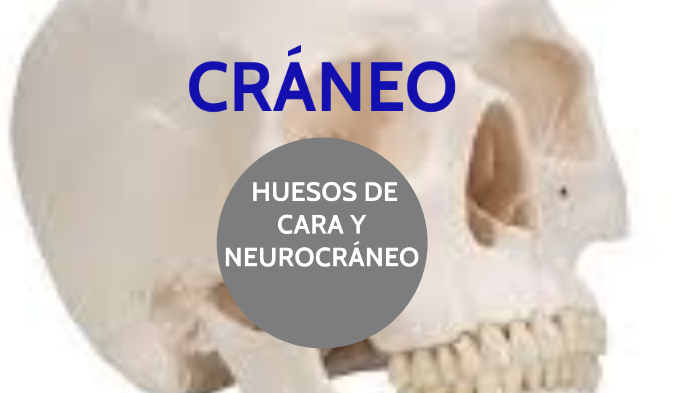 Huesos Del Craneo Y Foramenes By Luci Rodríguez On Prezi