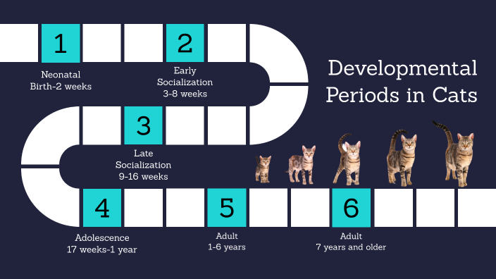 Developmental Periods in Cats by Min-Ji Chang on Prezi