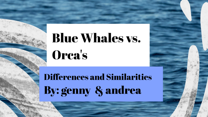 Blue Whales vs. Orca's by Andrea Vazquez on Prezi