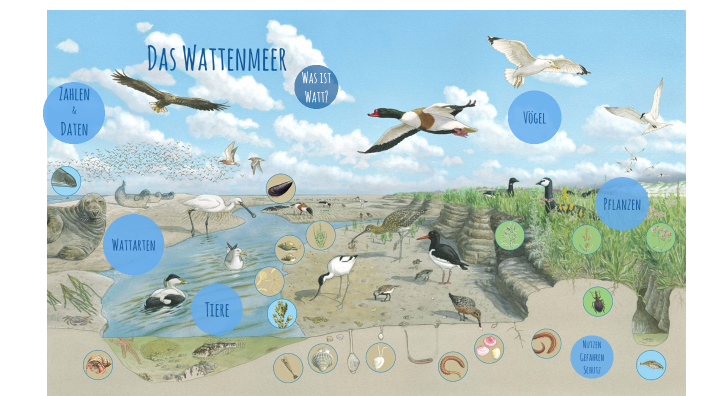 Das Wattenmeer by Lisa Wach on Prezi