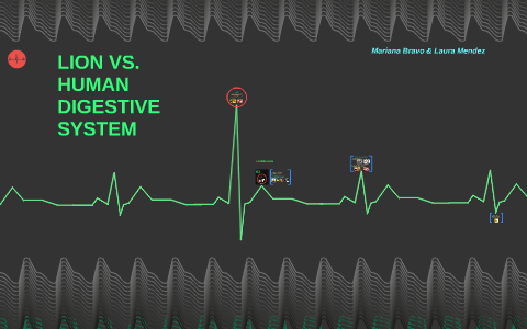 LION VS. HUMAN DIGESTIVE SISTEM by Mariana Bravo Moreno on Prezi