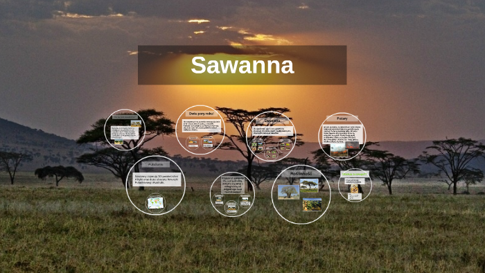 Co to jest sawanna? by Maria Domańska on Prezi