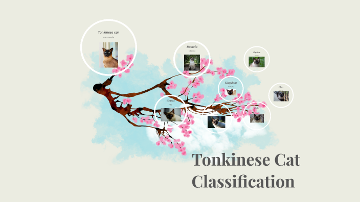 Tonkinese Cat Taxonomy | Justin Tanabe by JUSTIN TANABE on Prezi