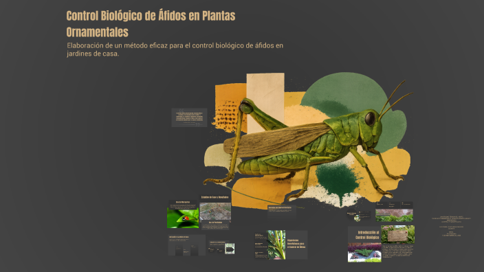 Control Biológico de Áfidos en Plantas Ornamentales by alexander Iles ...