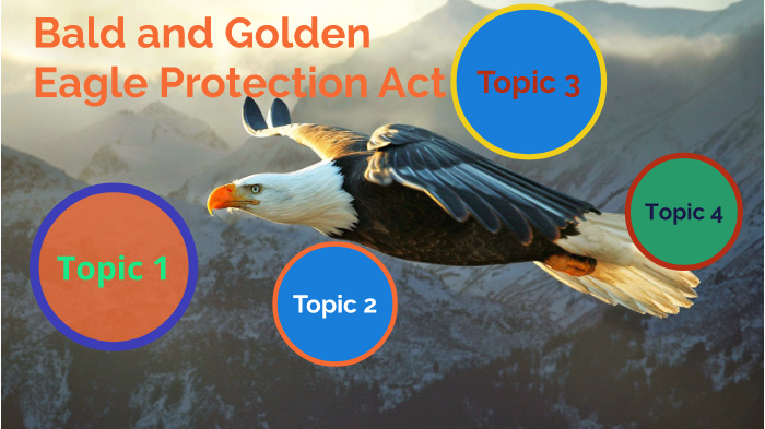 Bald and golden eagle protection act by diana hogan on Prezi