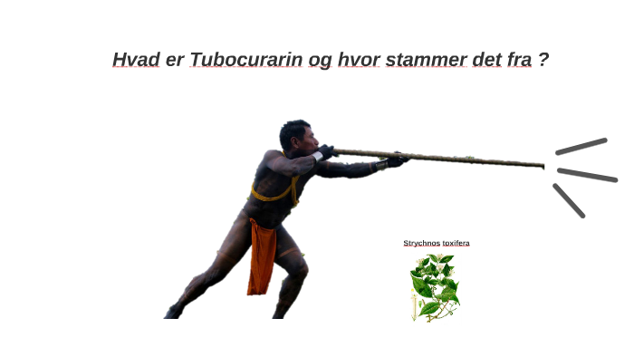 Hvad er Tubocurarin og hvor stammer det fra by Jesper Staulund on Prezi