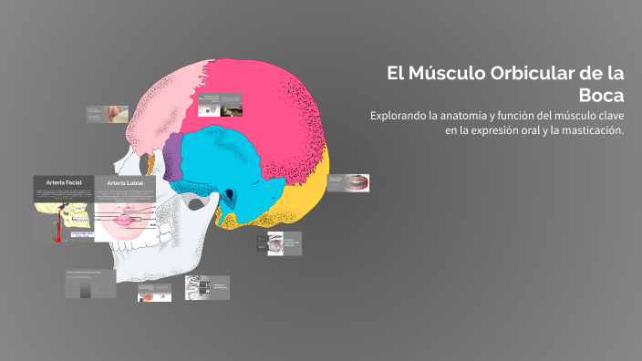 El Músculo Orbicular de la Boca by Samuel D Escobedo on Prezi