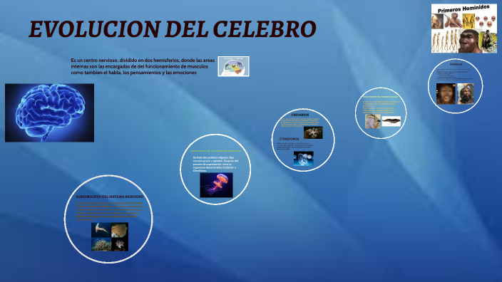 EVOLUCION DEL CELEBRO by Andres Losada on Prezi