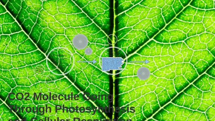 CO2 Molecule Going Through Photosynthesis and Cellular Respi by Gabriel ...