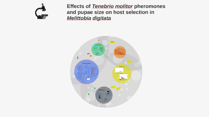 Effects of Tenebrio molitor pheromones and larva size on host selection ...