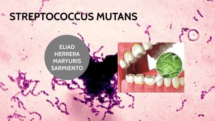 Streptococcus mutans by Maryuris Sarmiento on Prezi