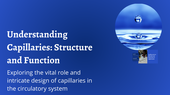 Understanding Capillaries: Structure and Function by Rron Sejdiu on Prezi