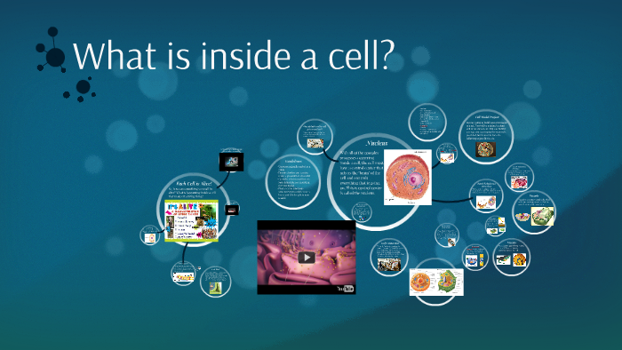 What is inside a cell? by Lauren Zoerhoff on Prezi