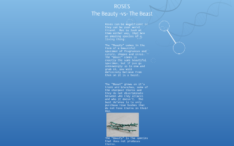 THE LIFE CYCLE OF A ROSE by Stacie Shaw on Prezi