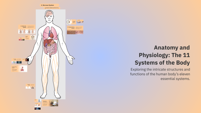 Anatomy and Physiology: The 11 Systems of the Body by Rachel Cherilus ...