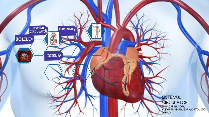 sistemul circulator by copil alexia on Prezi
