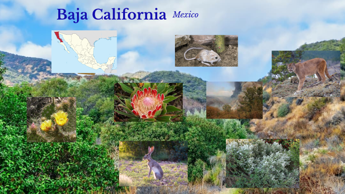 The Chaparral of Baja California Peninsula by Zoe Frantz on Prezi