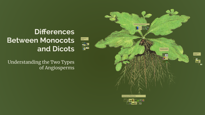 Differences Between Monocots and Dicots by logan Hines on Prezi