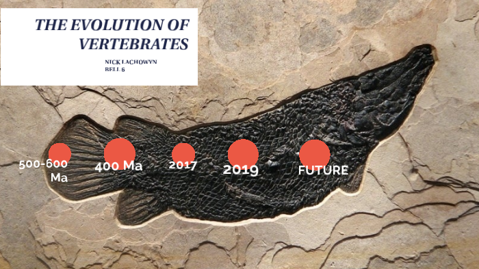 Evolution of Vertebrates by Nick L on Prezi