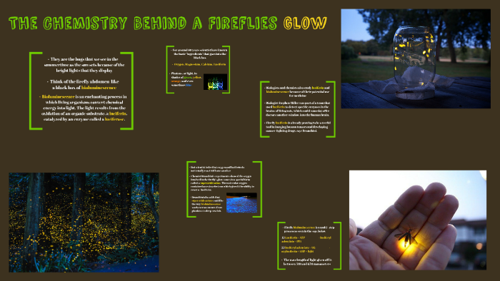 The Chemistry Behind a Fireflies Glow by Eva Bui on Prezi