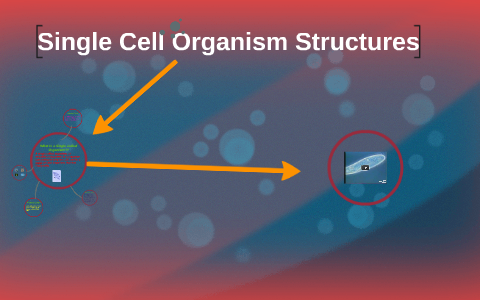 Single Cell Organism Structures by Caleb Osborne on Prezi