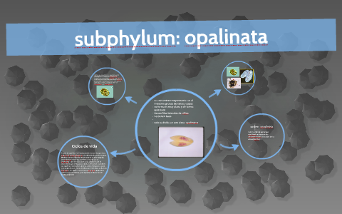 subphylum: opalinata by fernanda sanchez on Prezi