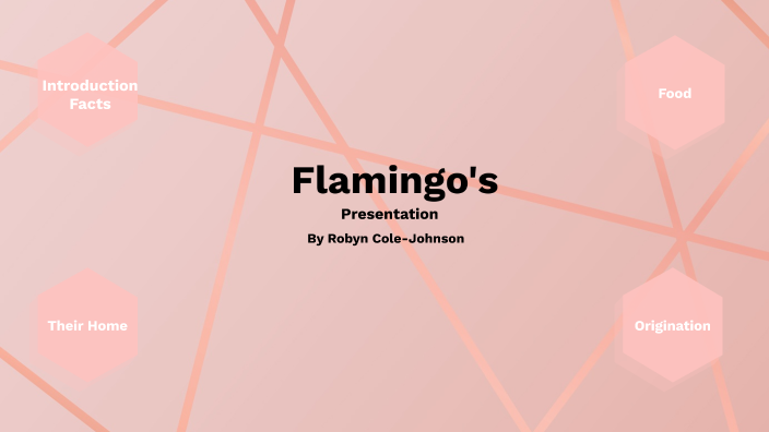 Flamingo Presentation by Robyn Cole-Johnson on Prezi