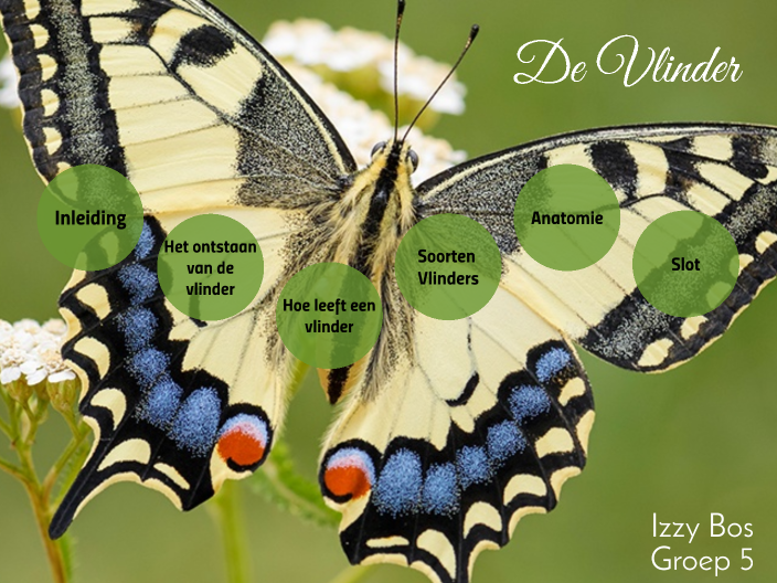De Vlinder by Marlies Kikken on Prezi