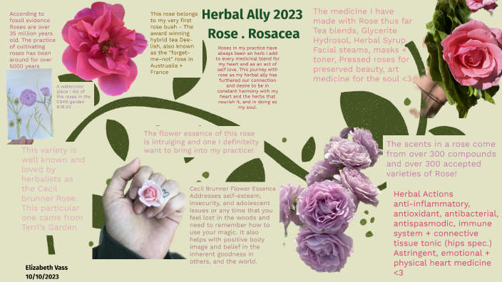 Roses by Elizabeth Vass on Prezi