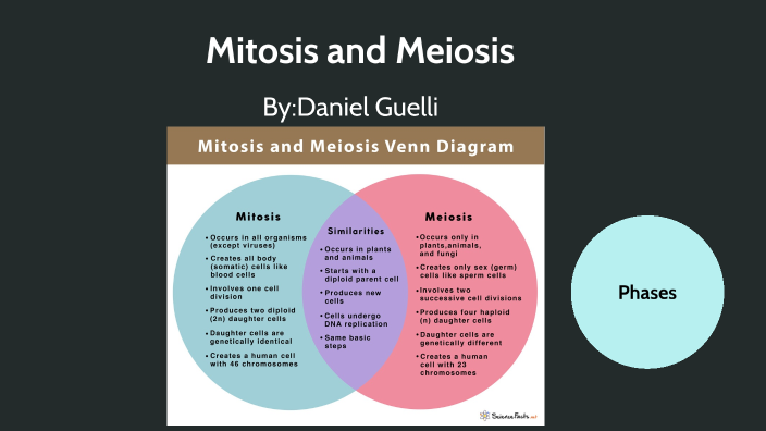 Mitosis and Meiosis project by daniel guelli on Prezi