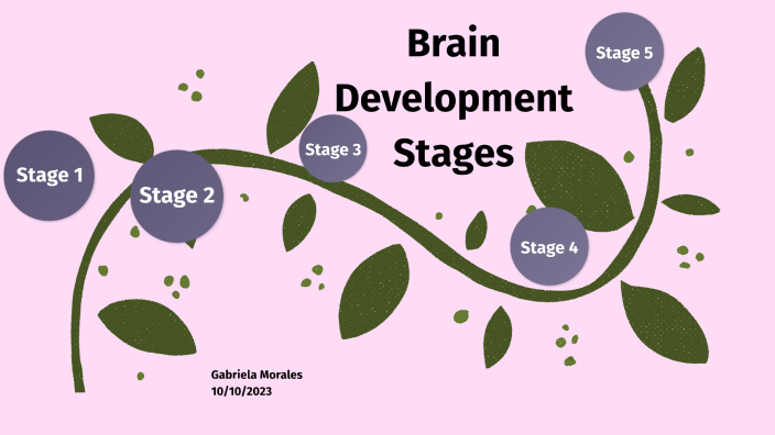 Stages of Brain Development by Gabriela Morales on Prezi