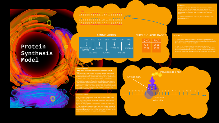 Protein Synthesis Model by Annique Leflour on Prezi