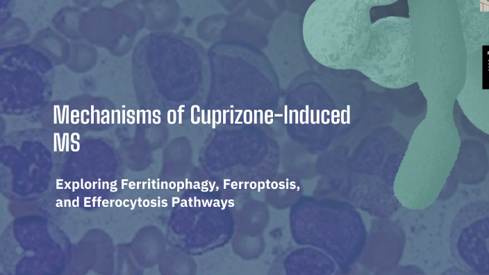 Mechanisms of Cuprizone-Induced MS by raghda amr on Prezi