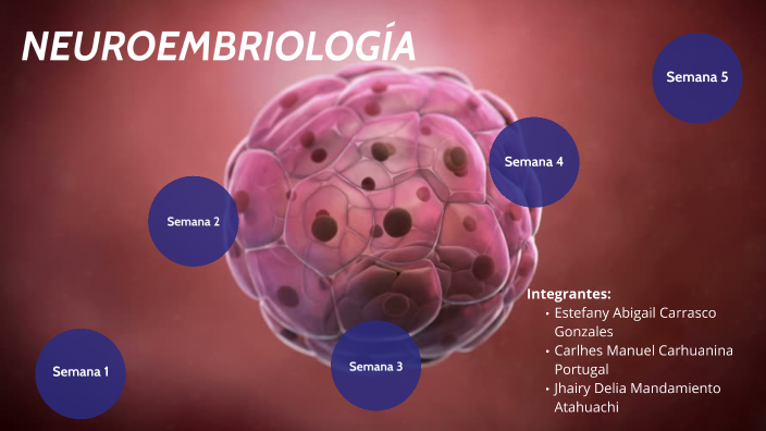 Infografía-Neuroembriología by Jhairy Delia Mandamiento Atahuachi on Prezi