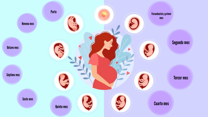 Etapas de gestación del embarazo by Sara Cardona Barrera on Prezi
