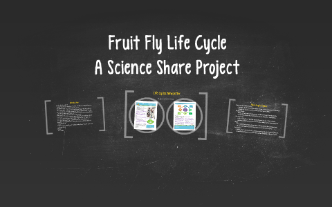 Fruit Fly Life Cycle by Megan Adler