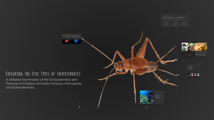 Exploring the Five Types of Invertebrates by Senuka Thulan on Prezi