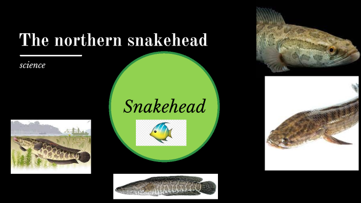 the northern snakehead by Avery Power on Prezi
