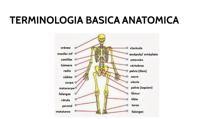 TERMINOLOGIA BASICA ANATOMICA by ALEJANDRO SANTOS on Prezi