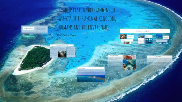 Exploring Lady Musgrave Island and Its Unique Wildlife by Molly Dowd on ...