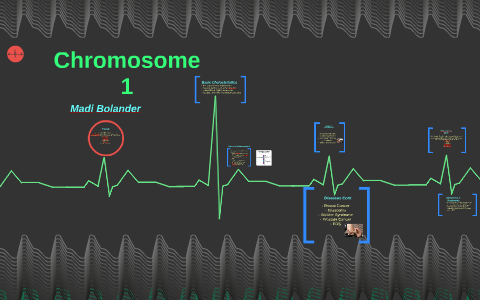 Chromosome 1 Bio by madi bolander on Prezi