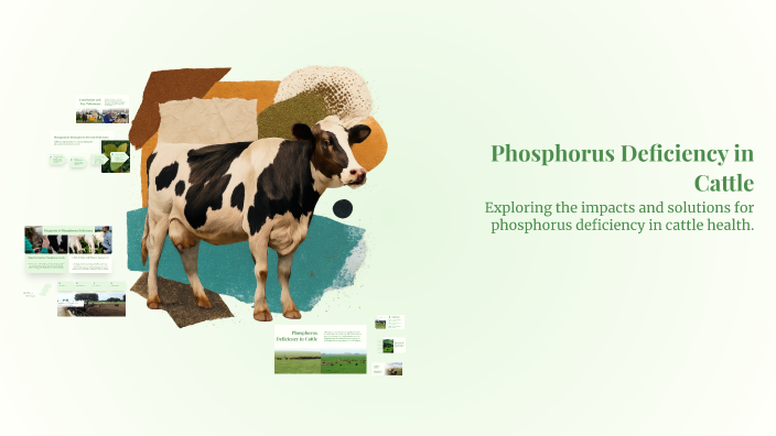 Phosphorus Deficiency in Cattle by ihab hoppi on Prezi