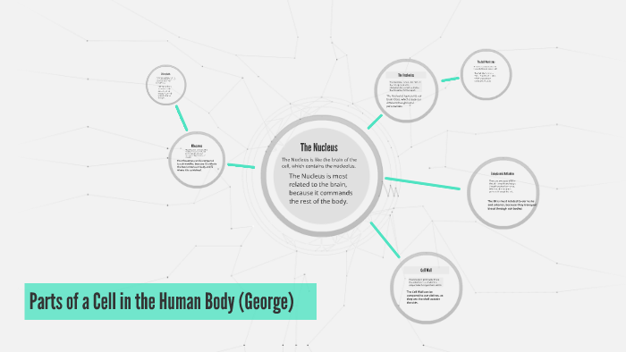 Parts of a Cell in the Human Body by Ryan Heer on Prezi