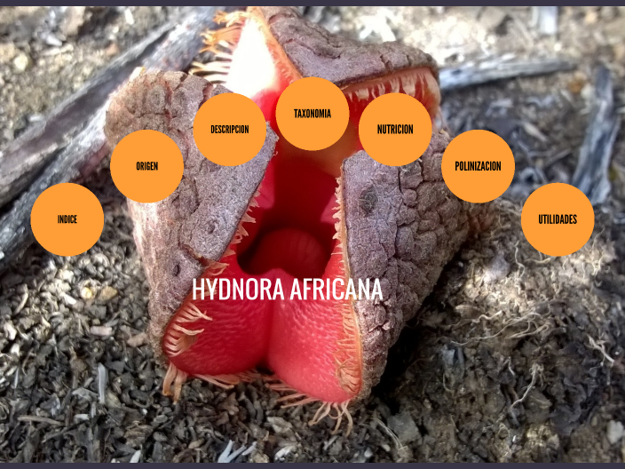 Hydnora africana by Violeta Martinez on Prezi